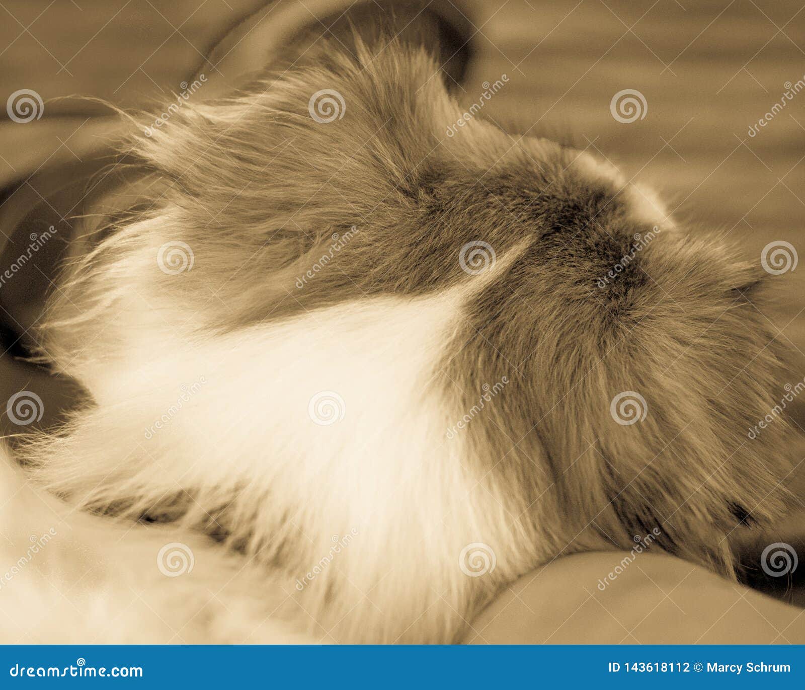 Emotional Support Animal Companionship Bonding on a Lazy Afternoon ...