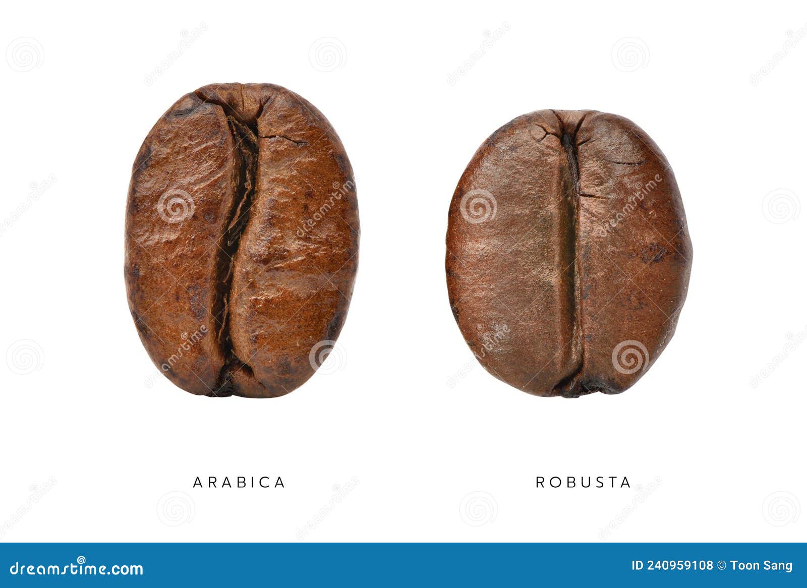 Comparative of Arabica and Robusta Coffee Beans Stock Photo - Image of ...