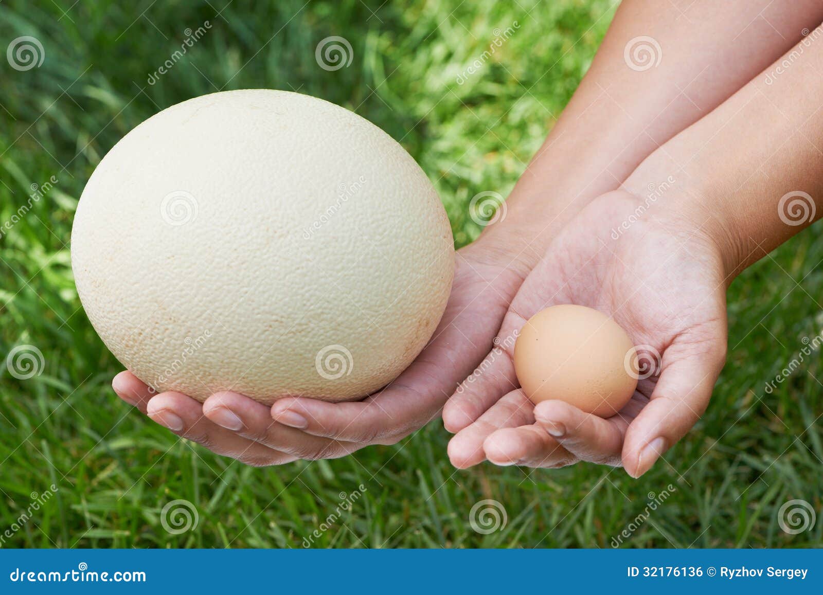 Ostrich Eggs