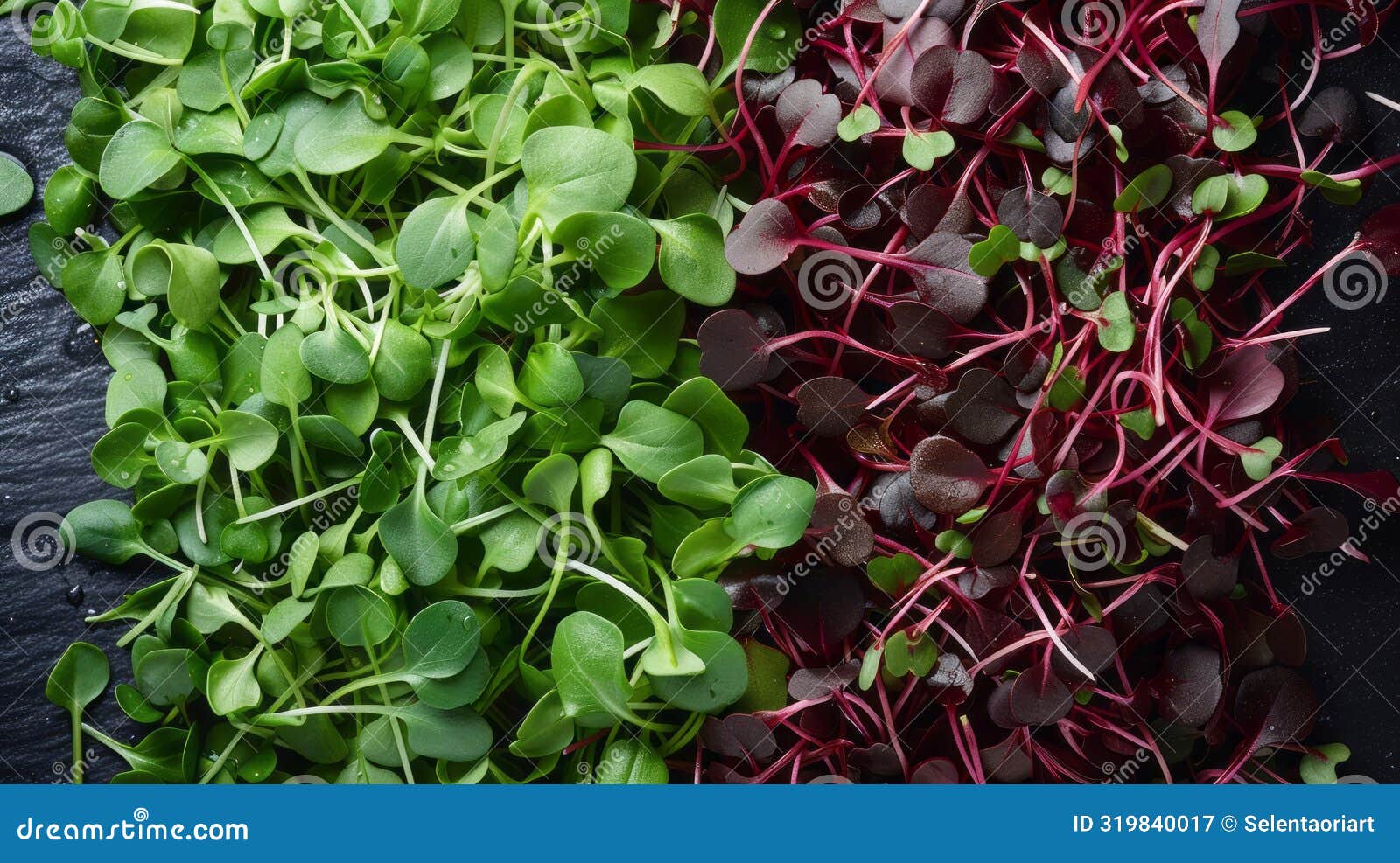 Red Vs. Green Microgreens Comparison Stock Illustration - Illustration ...