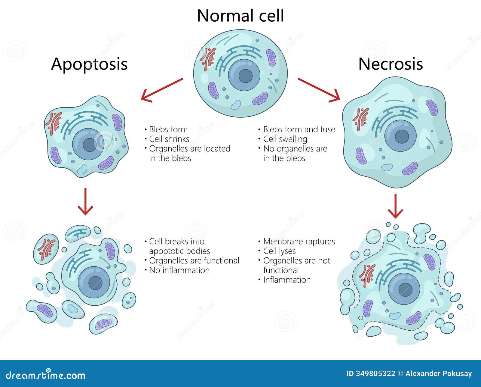 Apoptosis And Necrosis. Difference. Vector Illustration | CartoonDealer ... Apoptosis And Necrosis. Difference. Vector Illustration | CartoonDealer ...