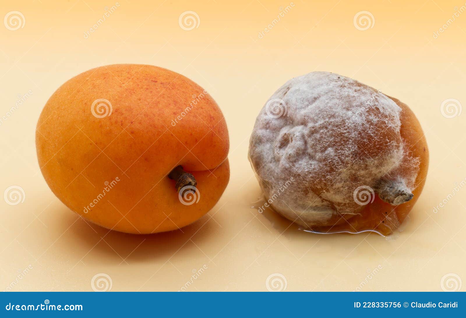 Comparison between a Healthy Apricot and a Rotten Apricot Stock Photo ...