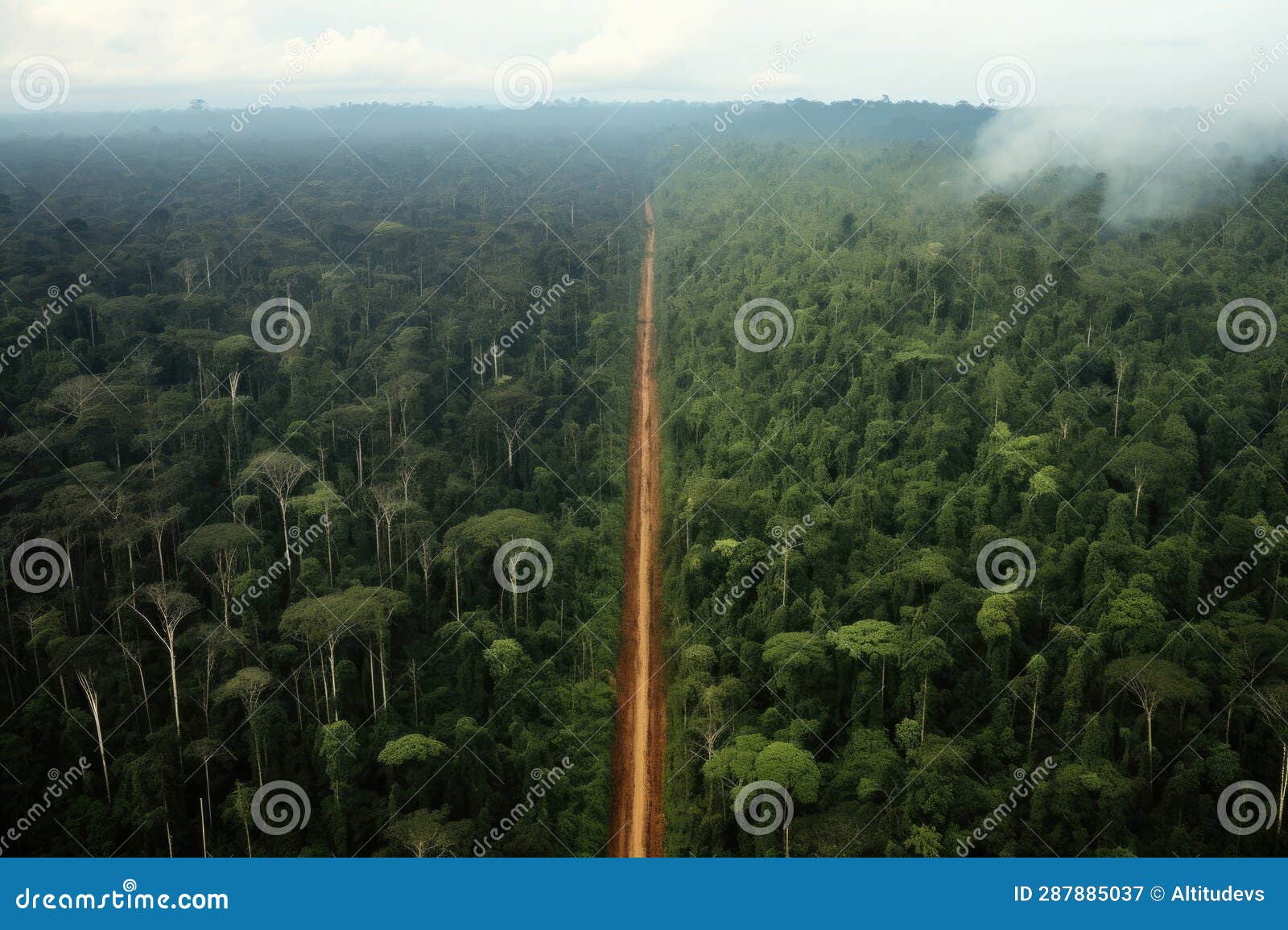 Comparison of Healthy Forest and Deforested Land Side by Side Stock ...