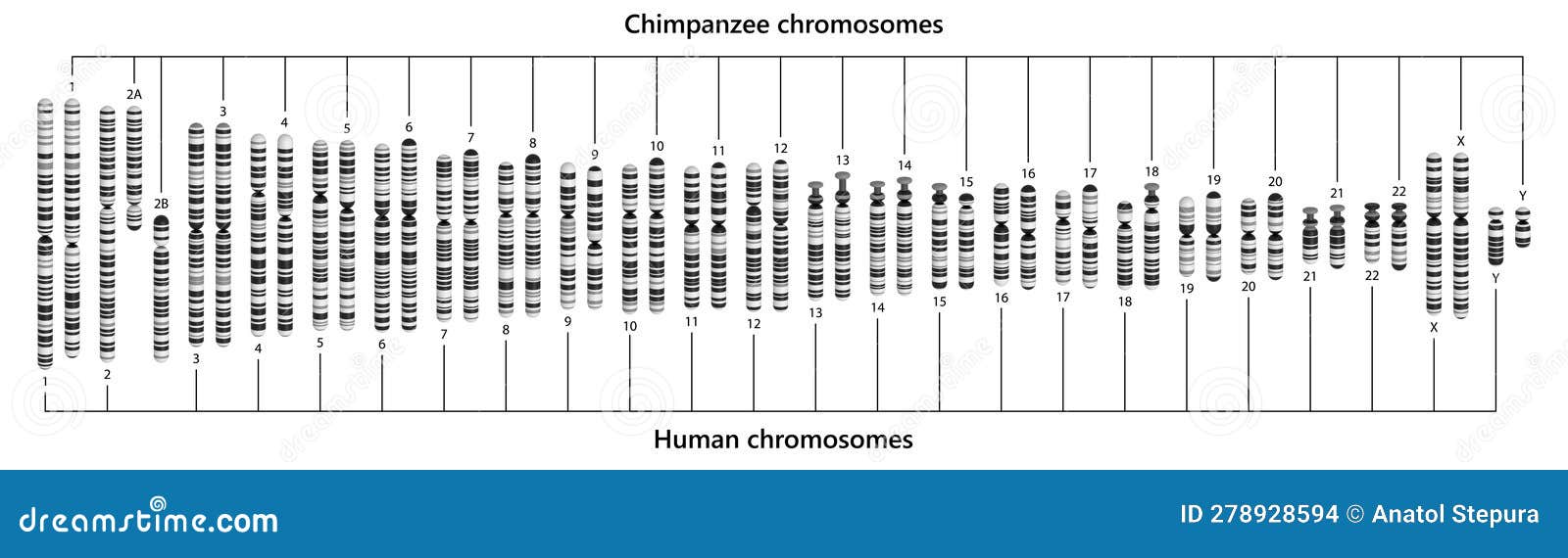 Comparison Of Human And Chimpanzee Chromosomes. Human And Chimpanzee ...