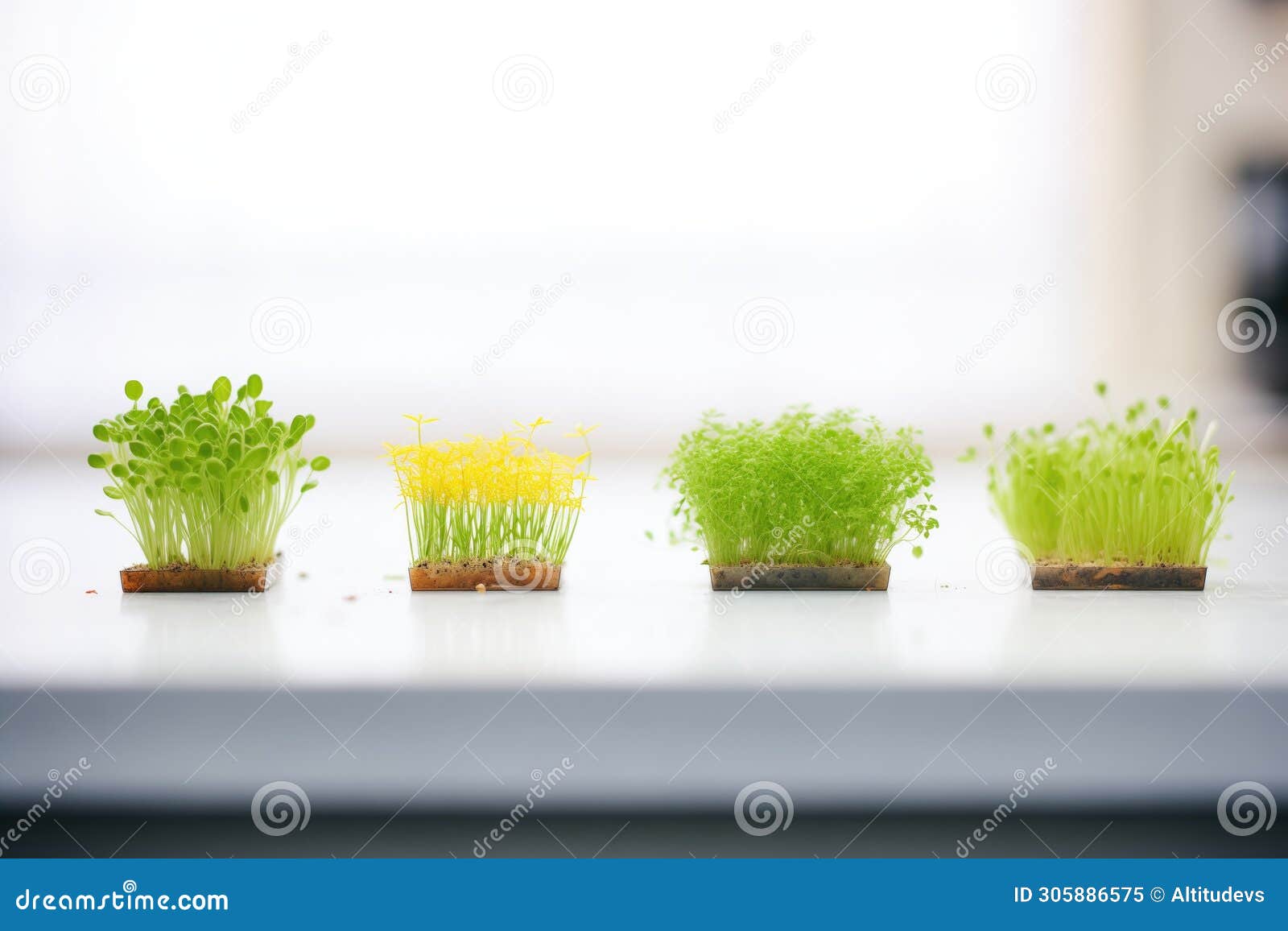 Comparison of Microgreen Growth Stages Stock Image - Image of ...