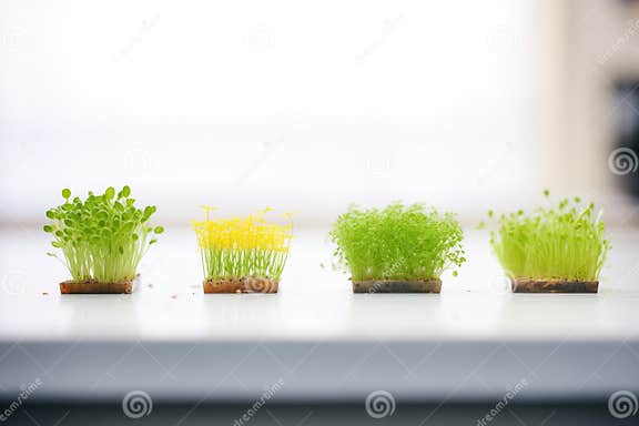 Comparison of Microgreen Growth Stages Stock Image - Image of ...