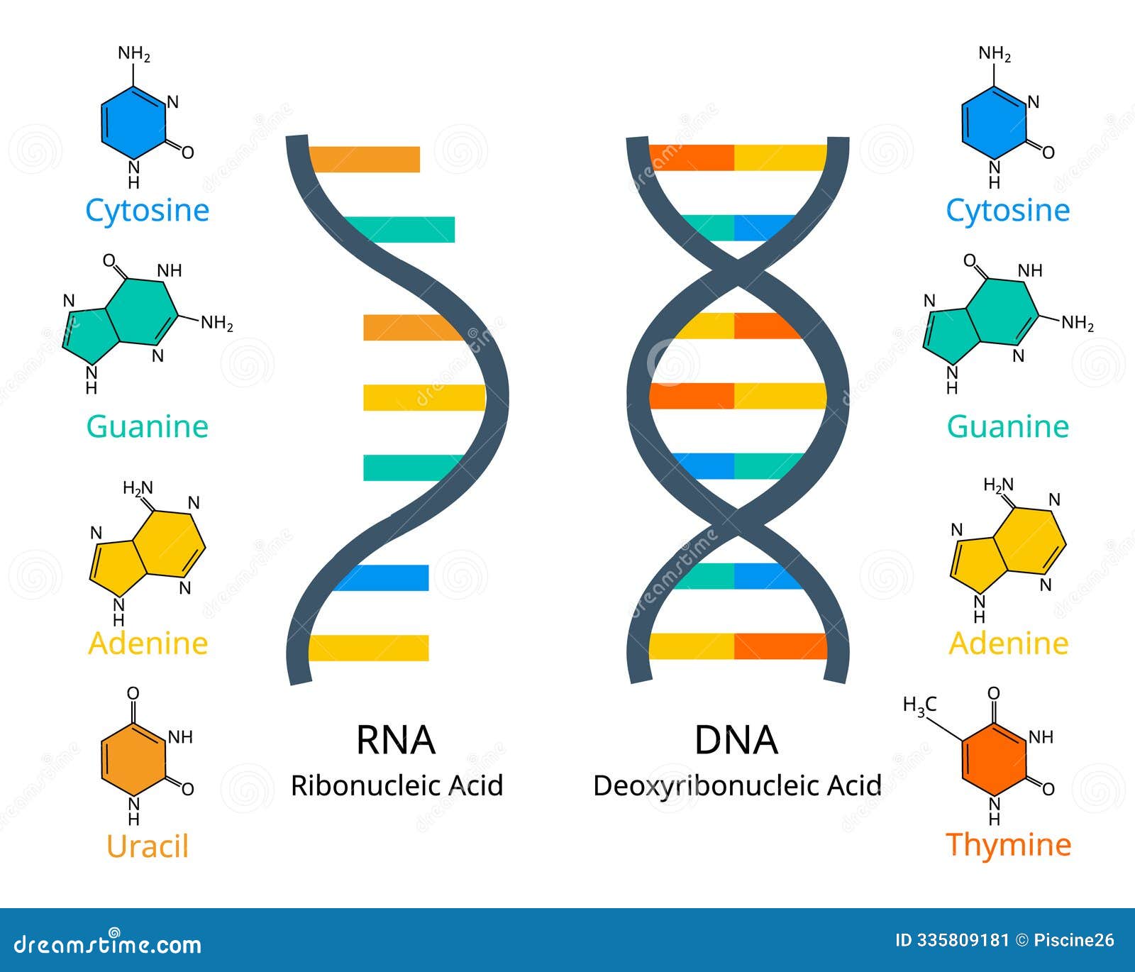 RNA Ribonucleic Acid - Polymeric Molecule Essential In Various ...
