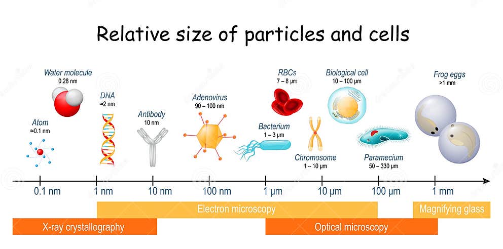 Comparison Size of Particles and Cells on Biological Scale Stock Vector ...