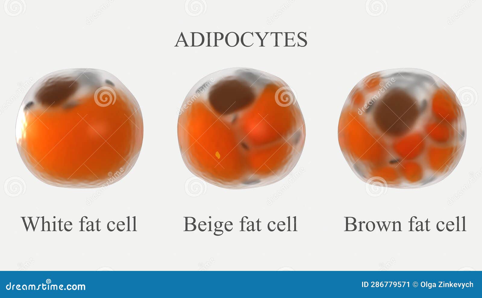Adipocytes Types 3d Rendered Illustration Stock Illustration ...