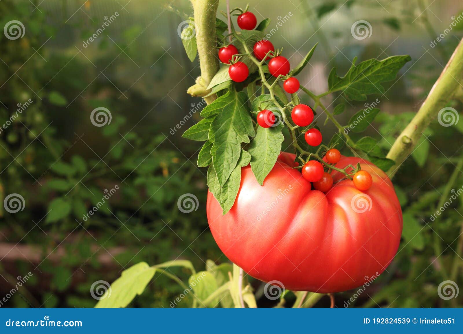 Comparison of Tomato Size Large and Small Stock Image - Image of ...