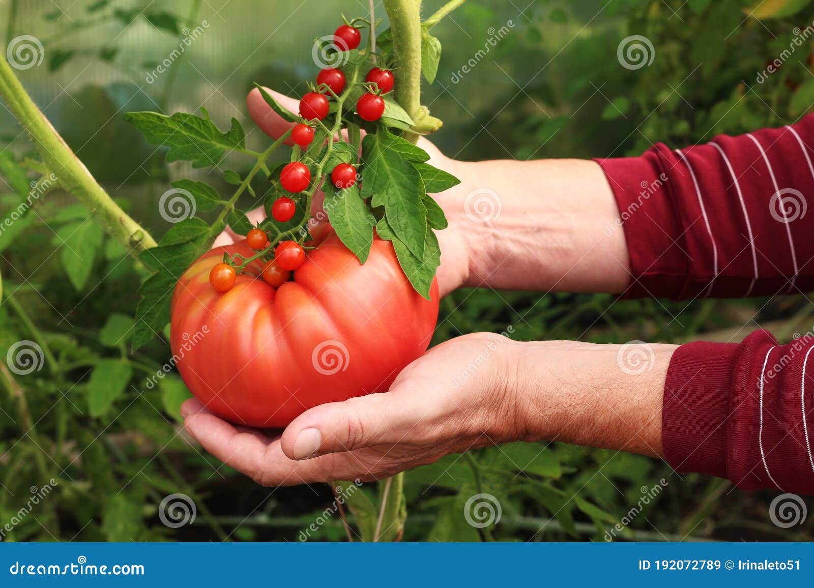 Comparison of Tomato Size Large and Small. a Farmer Holds a Large ...