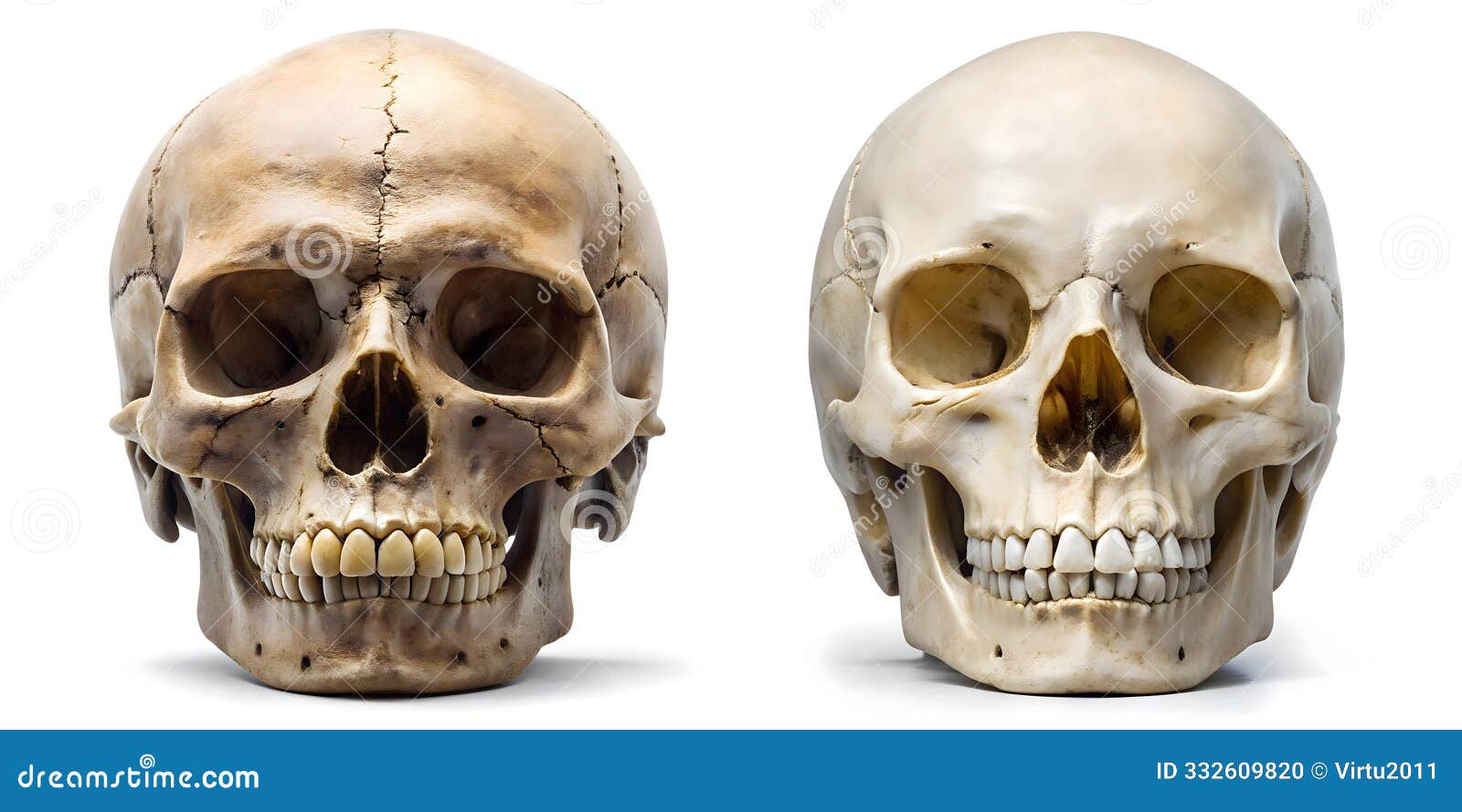 Comparison of Two Human Skulls on White Background Stock Illustration ...