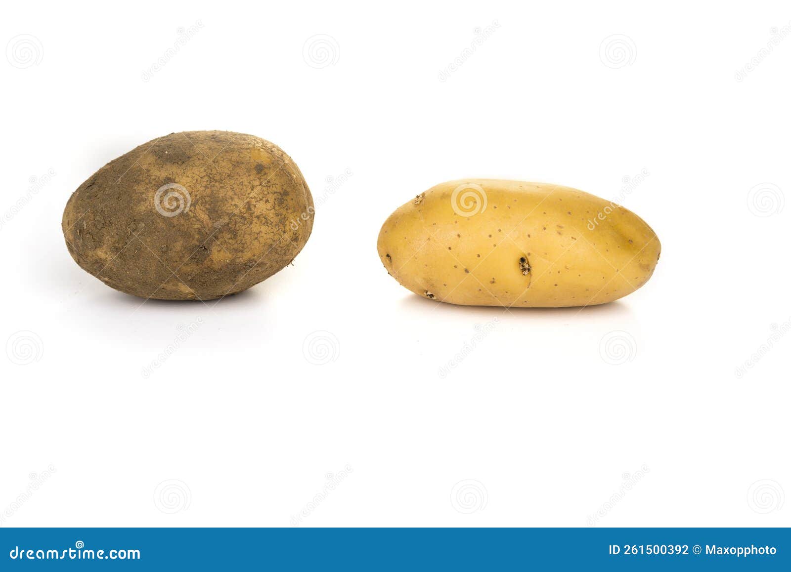 Comparison of Washed and Unwashed Potatoes. Clean and Dirty Concept ...