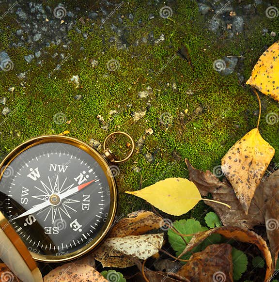 Compass on autumn foliage stock photo. Image of lawn - 35588754
