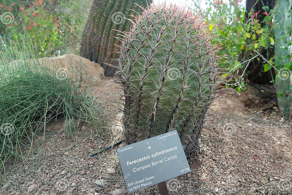 Compass Barrel Cactus Arizona Stock Photo - Image of grass, compas ...