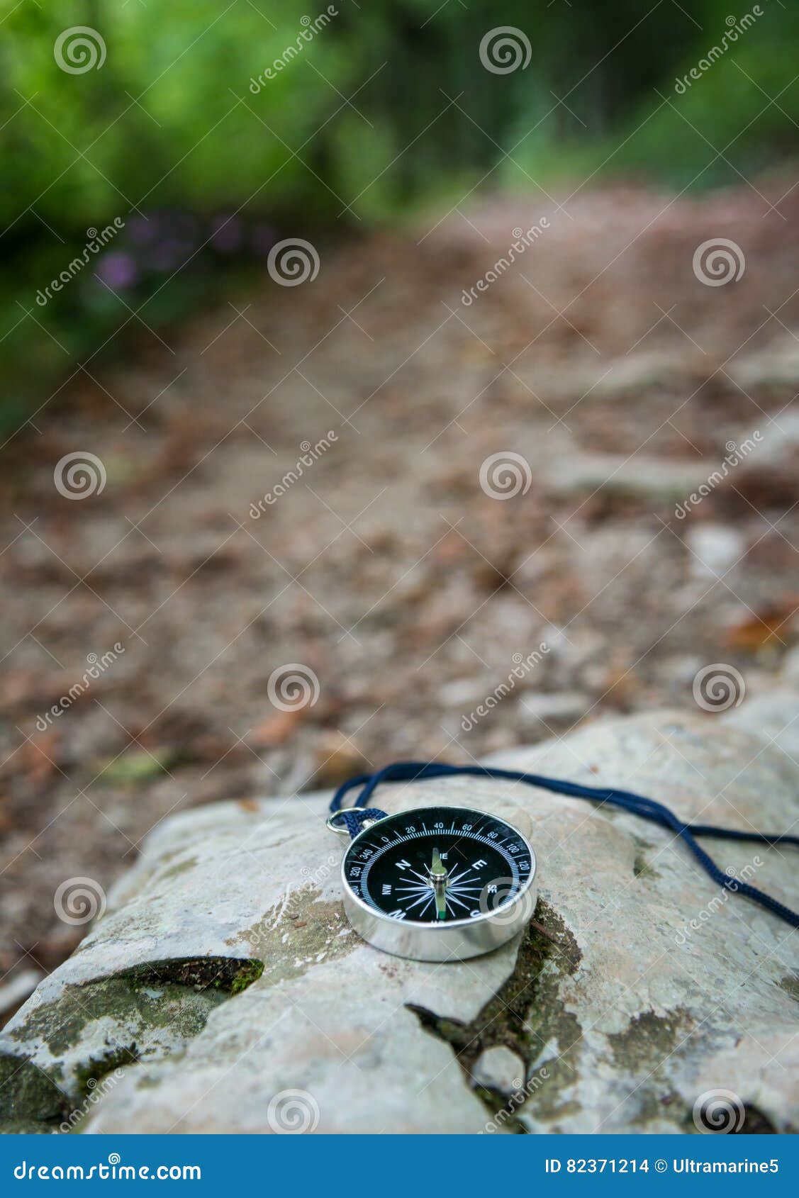 Compass in forest stock photo. Image of forest, exploration - 82371214