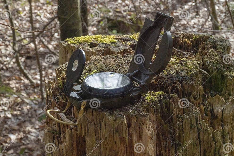 Compass in the Forest on a Stump in the Sunlight Stock Photo - Image of ...