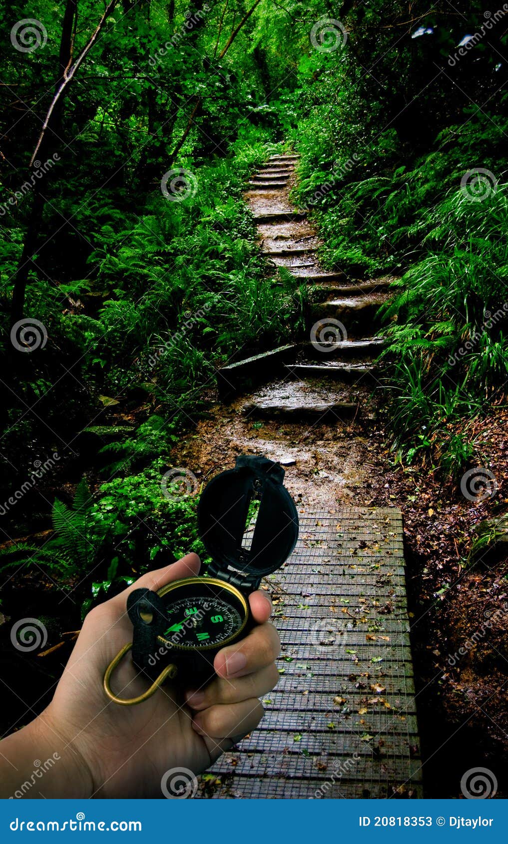 Compass jungle navigation stock image. Image of beauty - 20818353