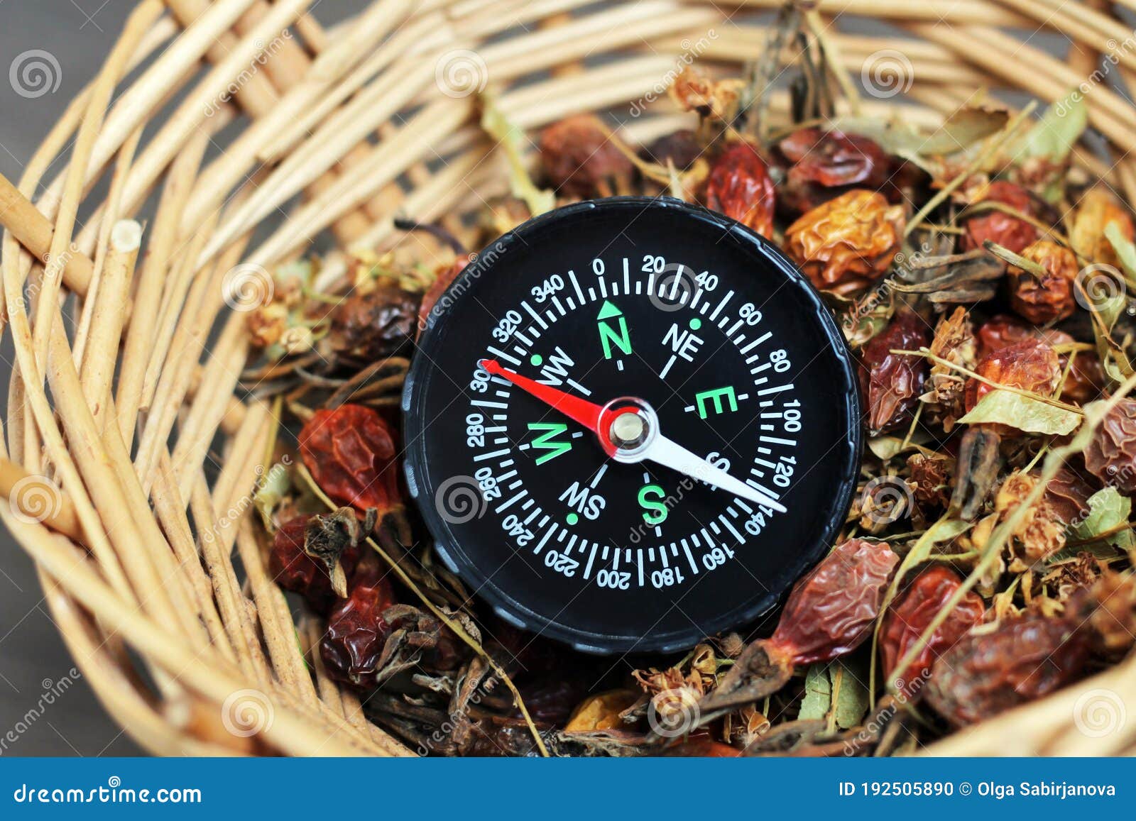 Compass and Medicinal Herb, Dried Rose Hips, Forest Travel Stock Photo ...