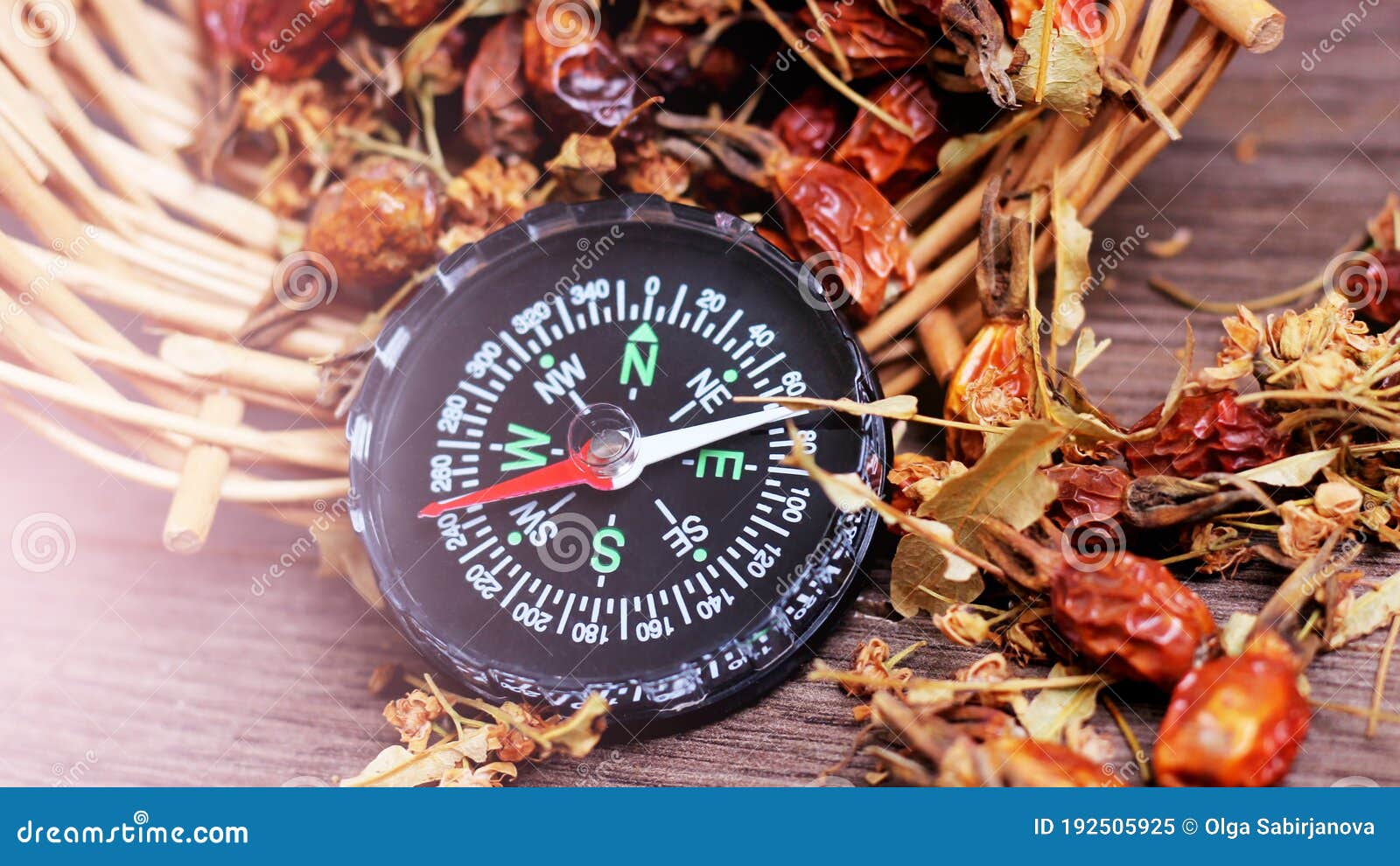 Compass and Medicinal Herb, Dried Rose Hips, Forest Travel Stock Image ...