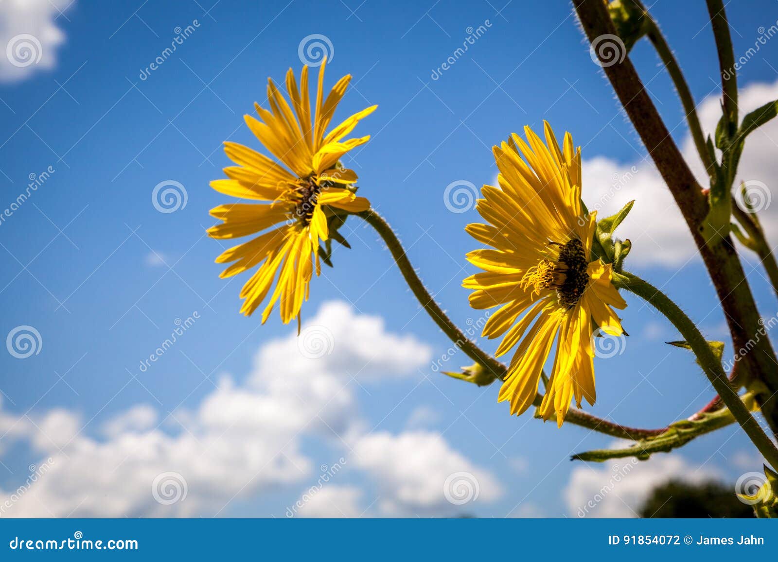Compass plant flowers stock photo. Image of prairie, plant - 91854072