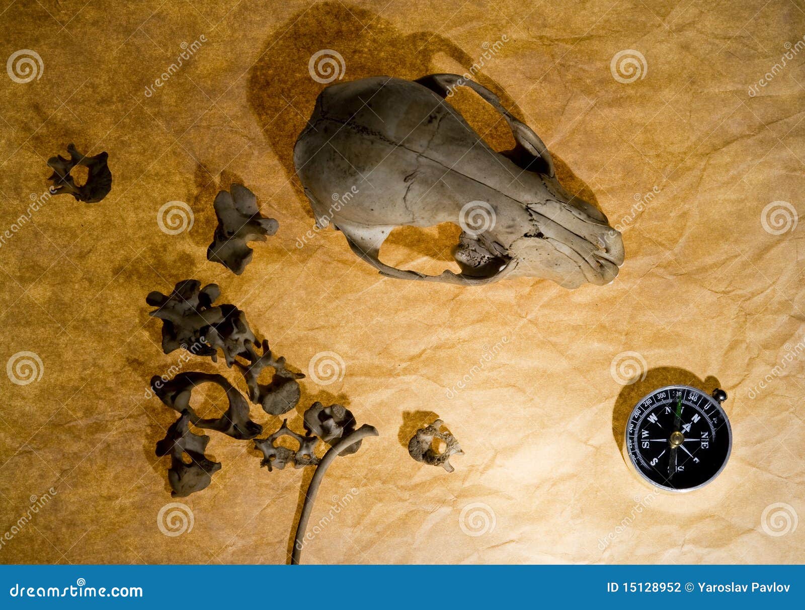 Compass and skull stock photo. Image of nature, exploration - 15128952