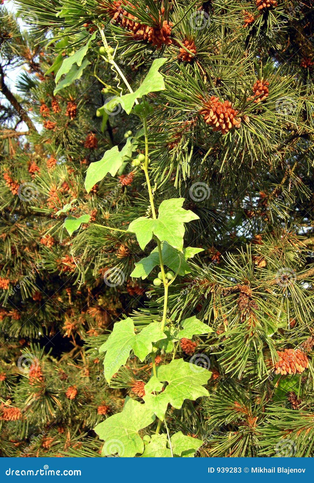 Compatibility 1 stock image. Image of needles, natural - 939283