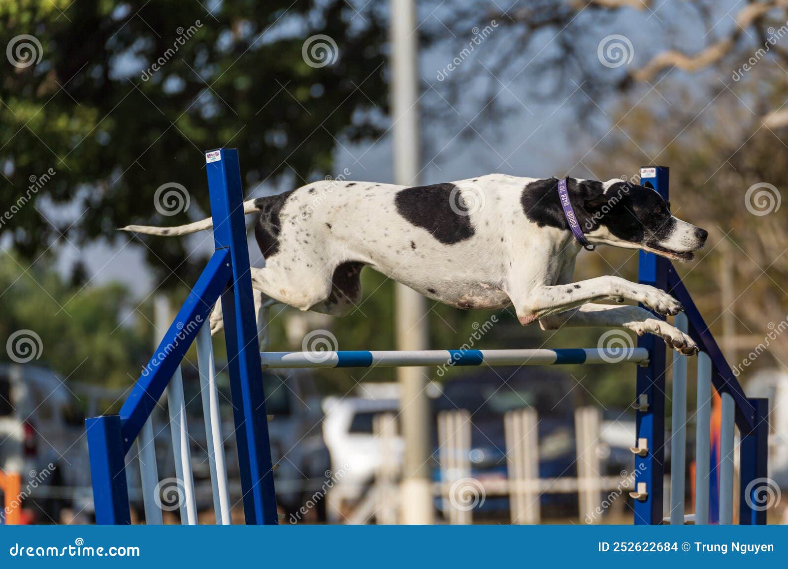 Competencia De Agilidad De Perros Foto de archivo - Imagen de velocidad ...