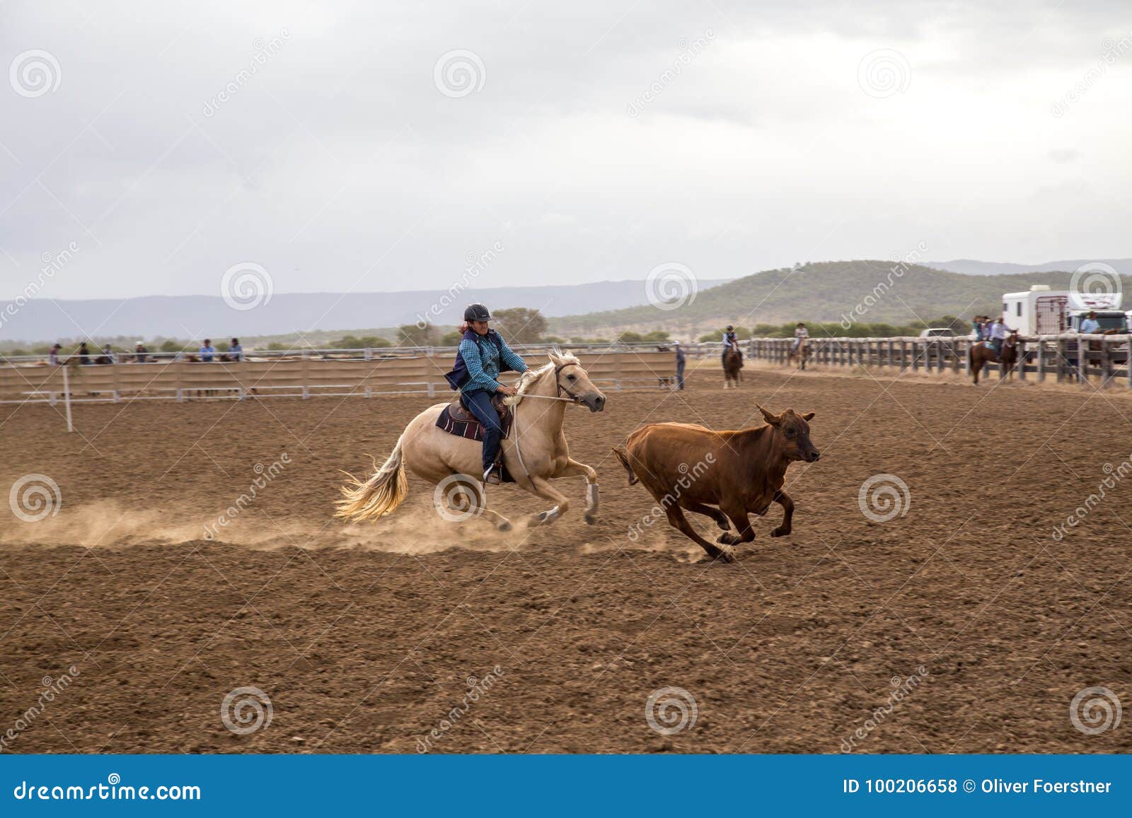 Competencia De Campdraft Del Australiano Foto de archivo editorial ...