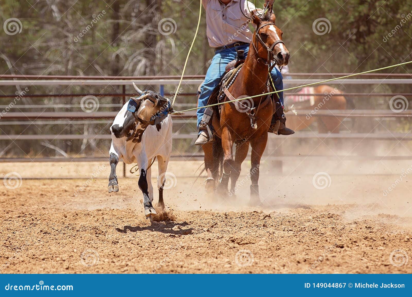 Competencia El Roping De Becerro En Un Rodeo Australiano Imagen de ...