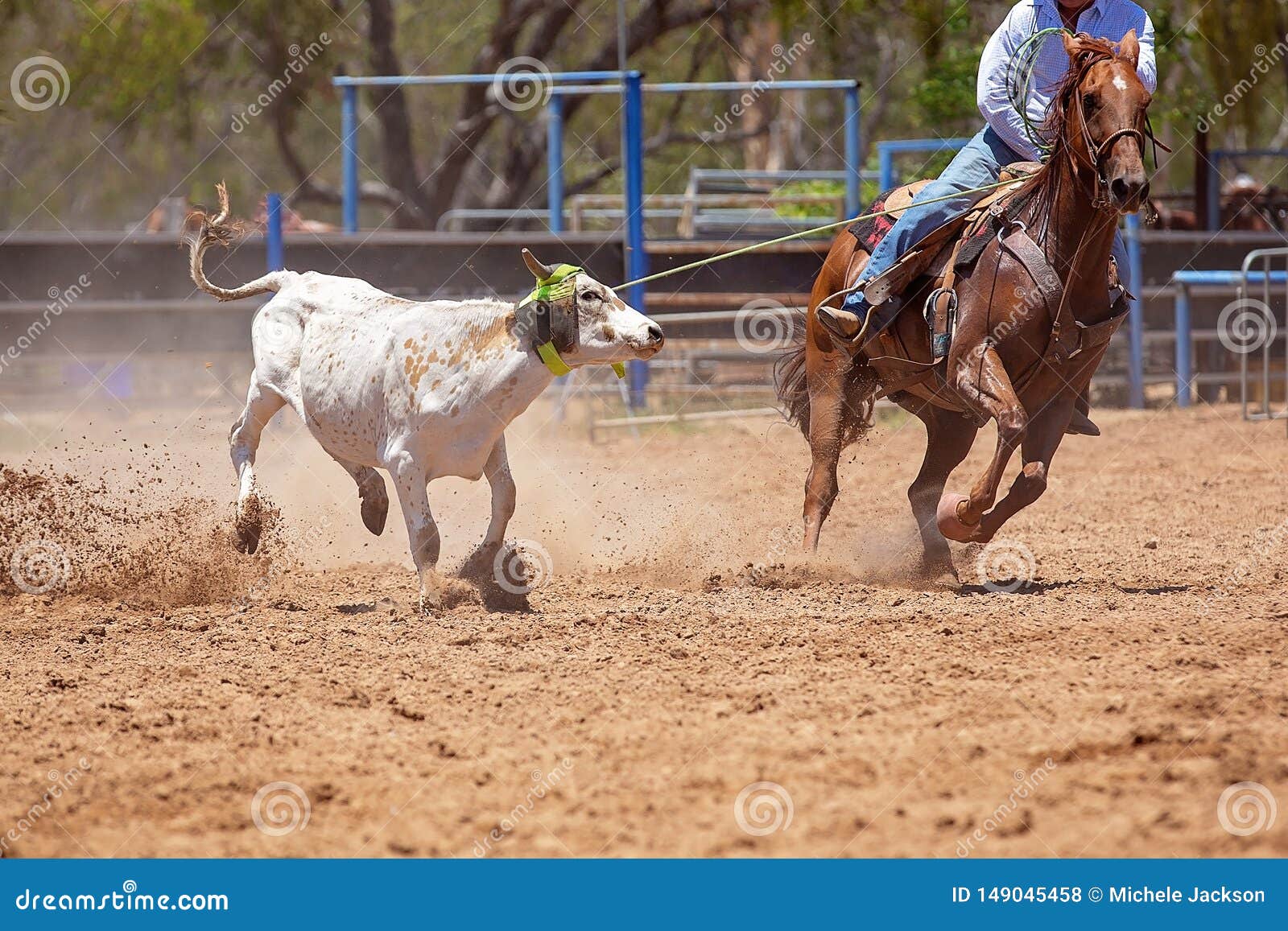 Competencia El Roping De Becerro En Un Rodeo Australiano Foto de ...