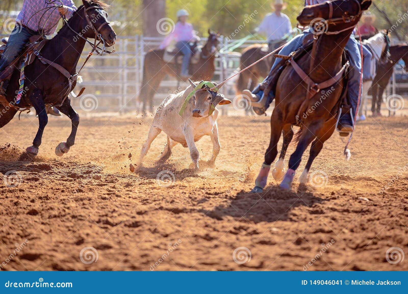 Competencia El Roping De Becerro En Un Rodeo Australiano Imagen de ...