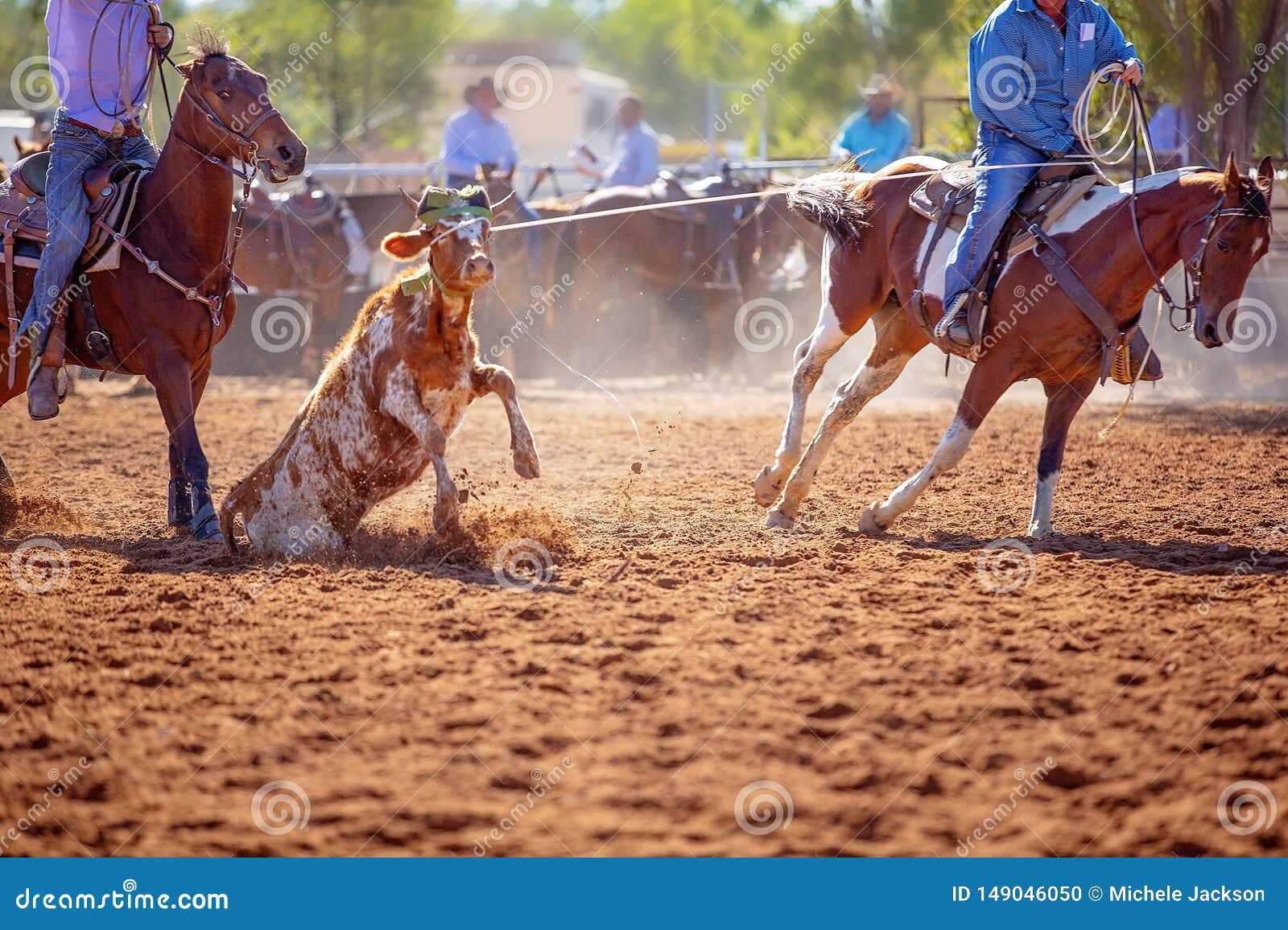Competencia El Roping De Becerro En Un Rodeo Australiano Foto de ...