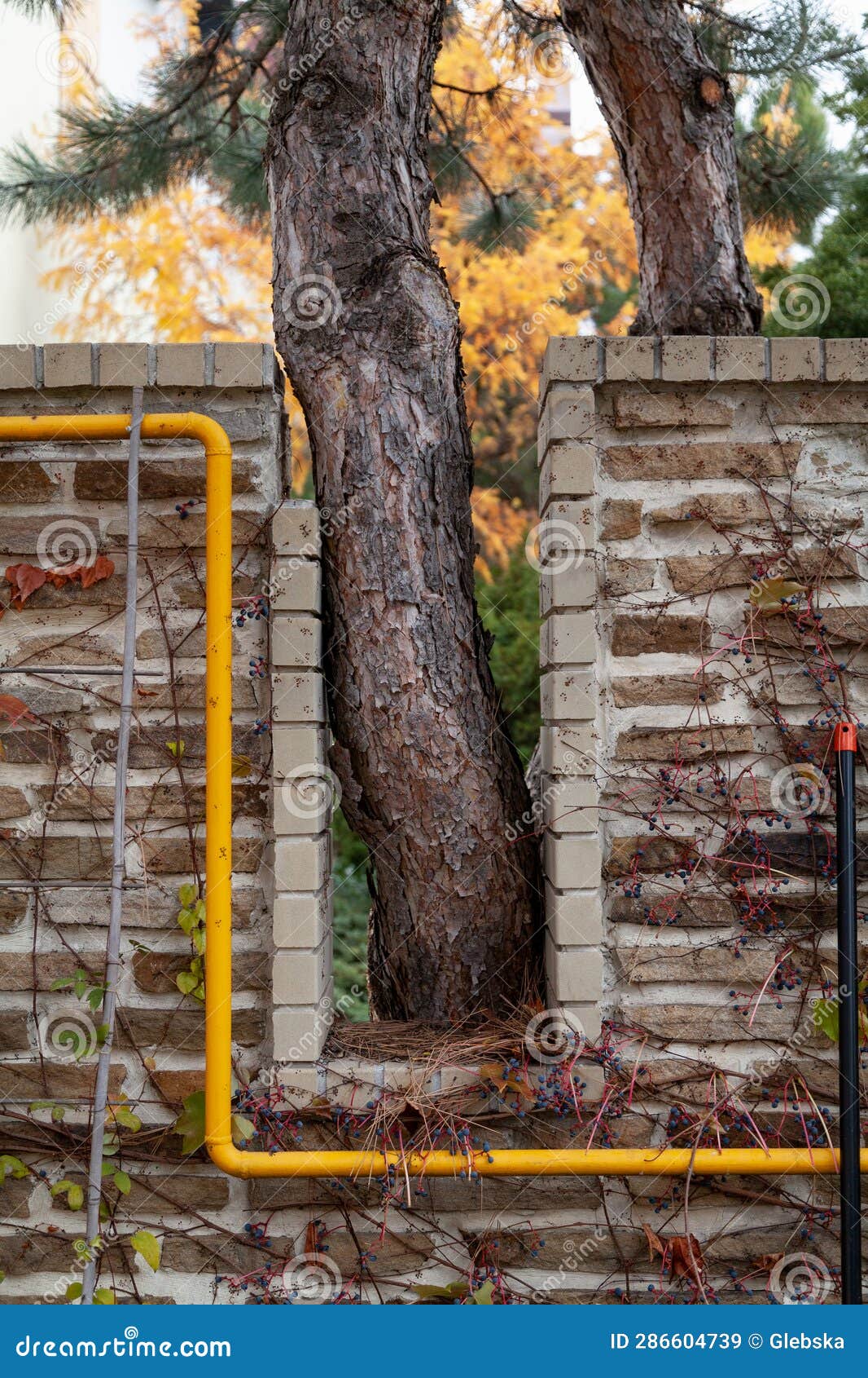 Niche in Stone Fence for Pine Tree Trunk Stock Image - Image of park ...