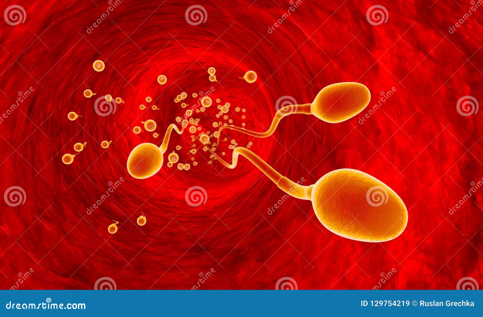Competing Spermatozoa. Movement Of Spermatozoa Through The Fallopian ...