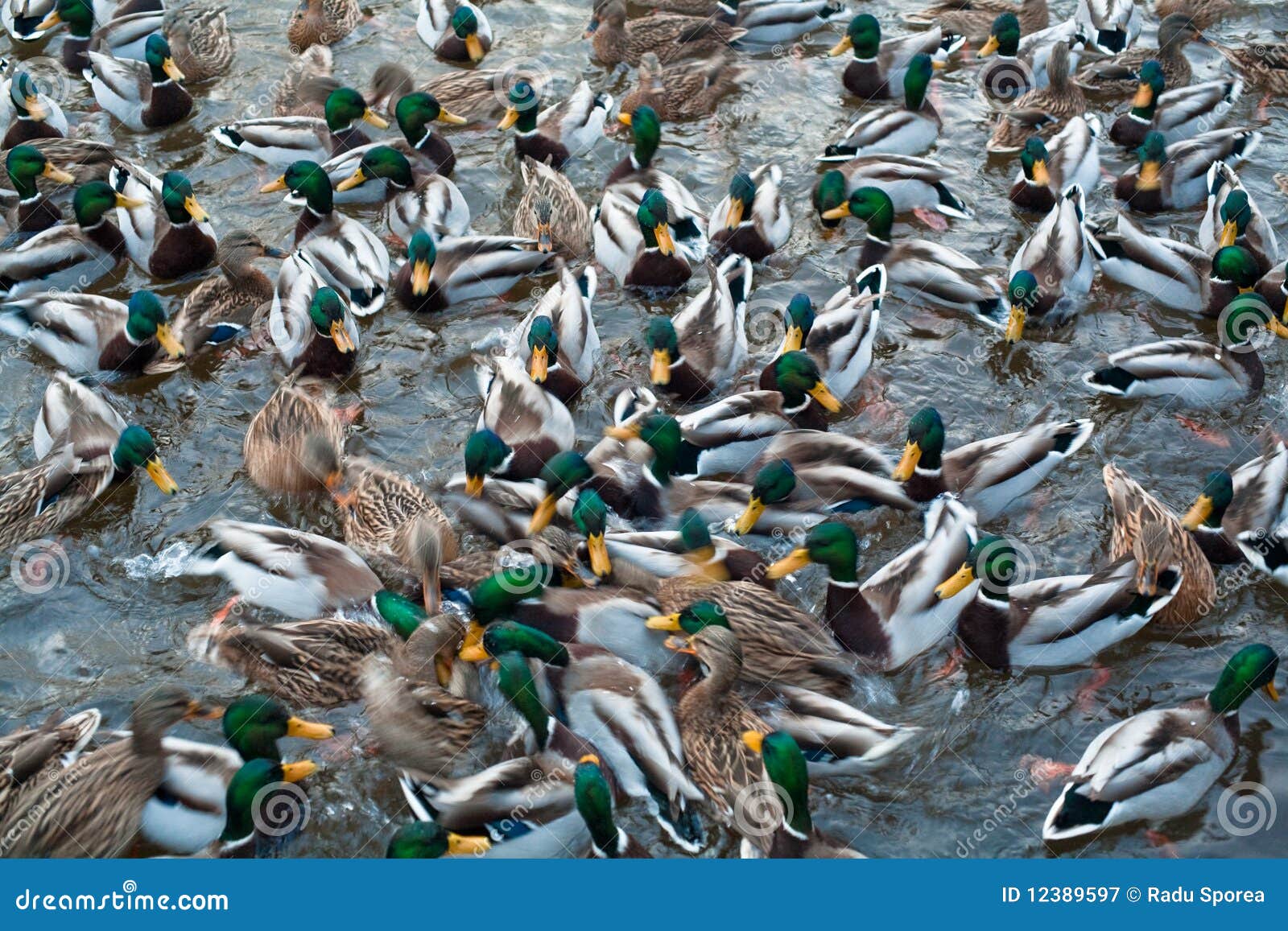 Competition stock image. Image of lots, feeding, fight - 12389597