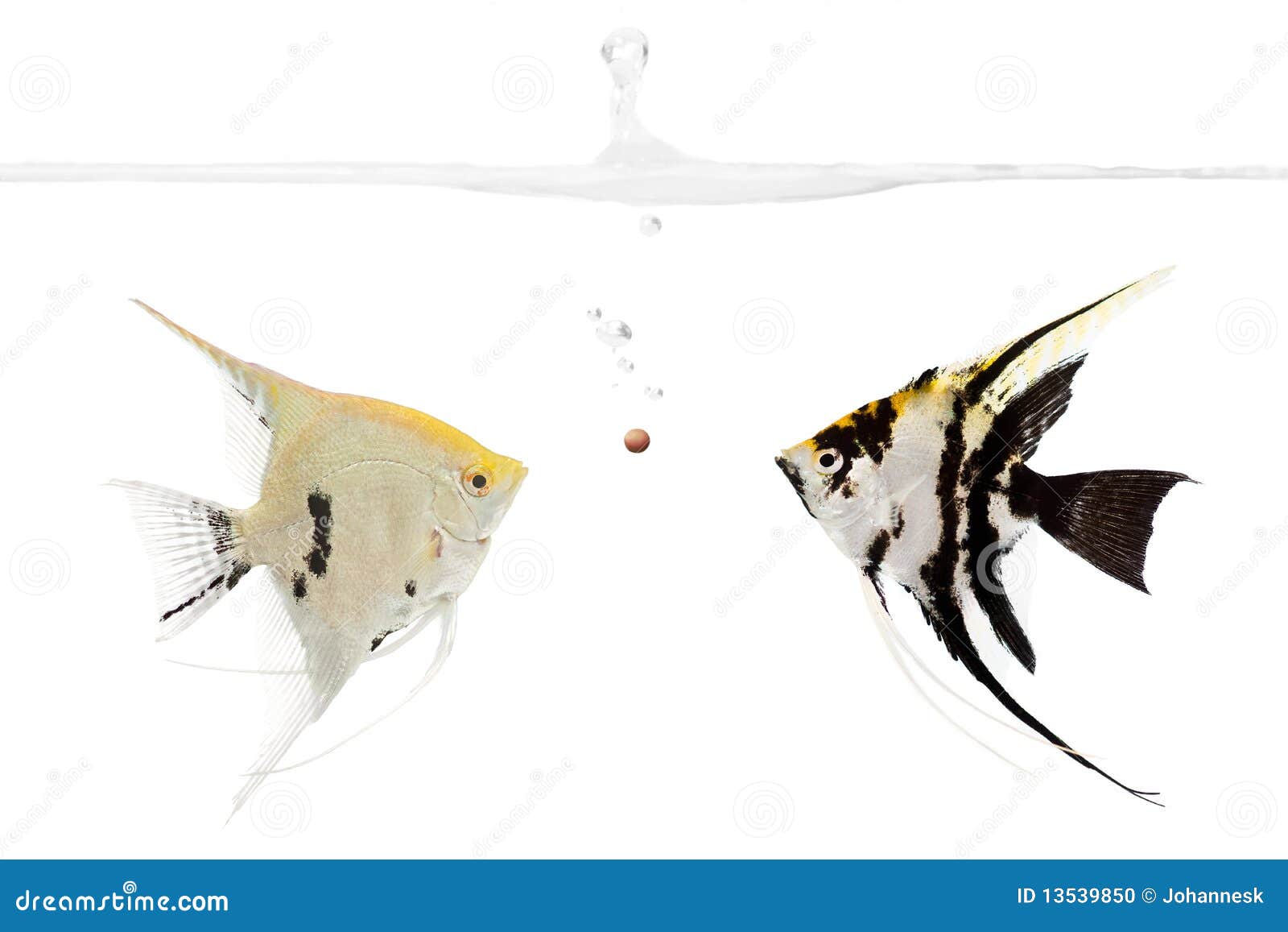 The competition stock photo. Image of fish, strategy - 13539850