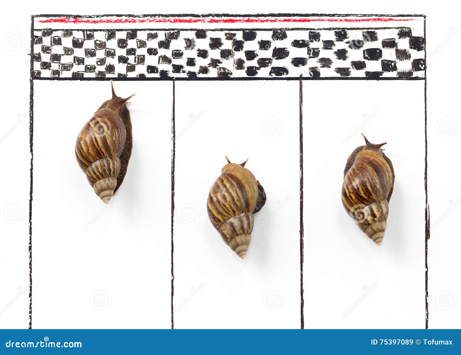 Competitive Snail Racing stock image. Image of slug, background - 75397089