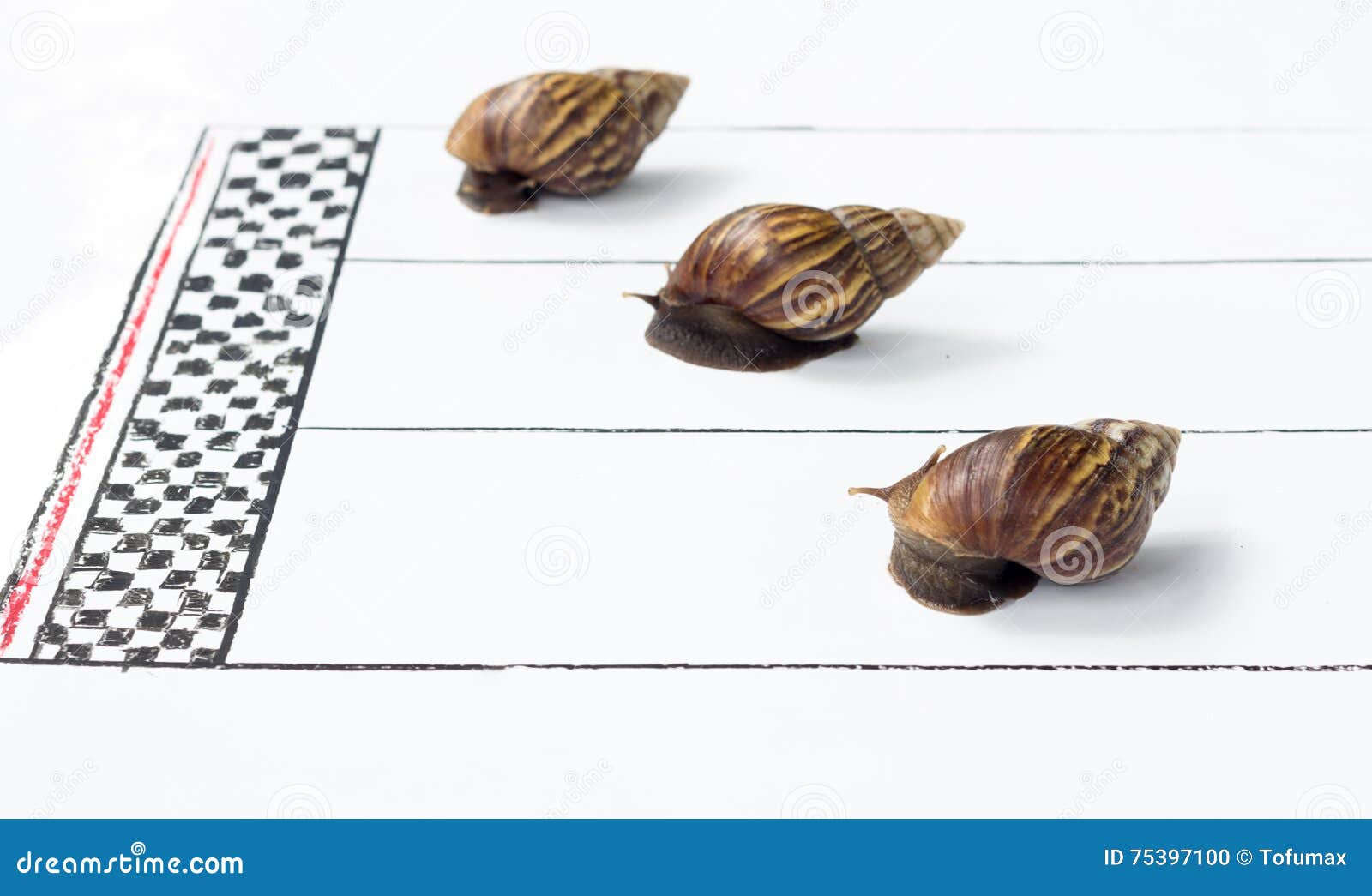 Competitive Snail Racing stock photo. Image of wildlife - 75397100