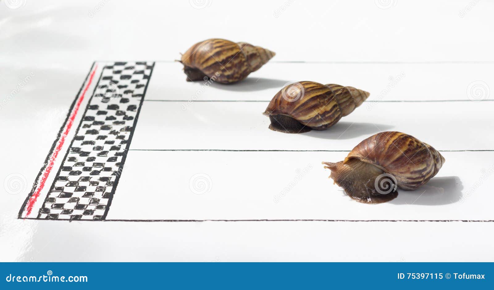 Competitive Snail Racing stock image. Image of snail - 75397115