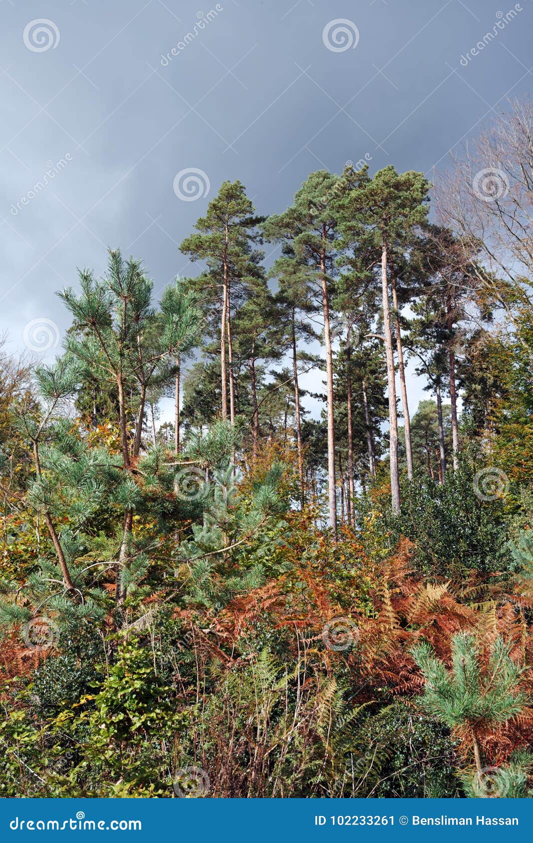 Compiegne forest stock image. Image of france, nature - 102233261