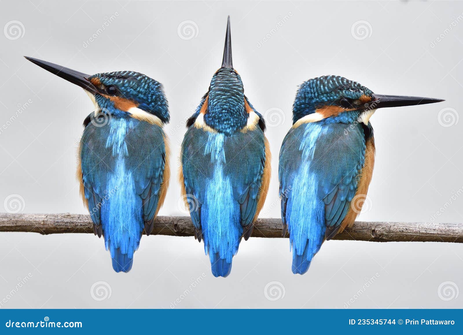 Top View Of Common Sword Fern, Boston Fern Or Nephrolepis Exaltata L ...