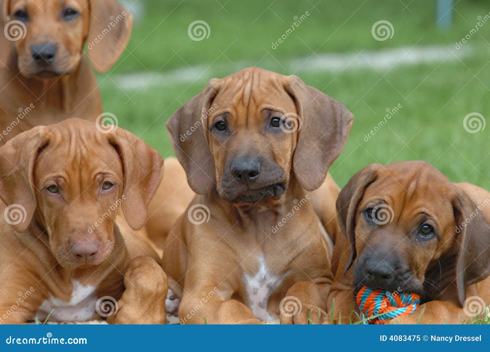 Compinches Divertidos Del Ridgeback De Rhodesian Imagen de archivo ...