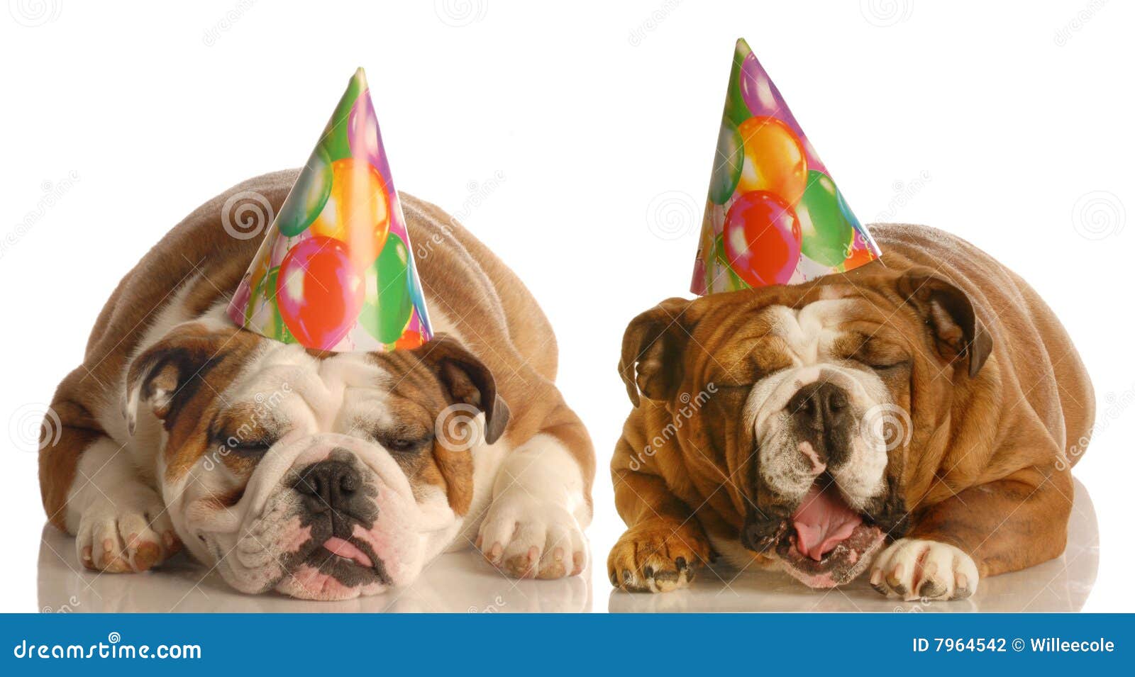 Complaining birthday dogs stock photo. Image of character - 7964542