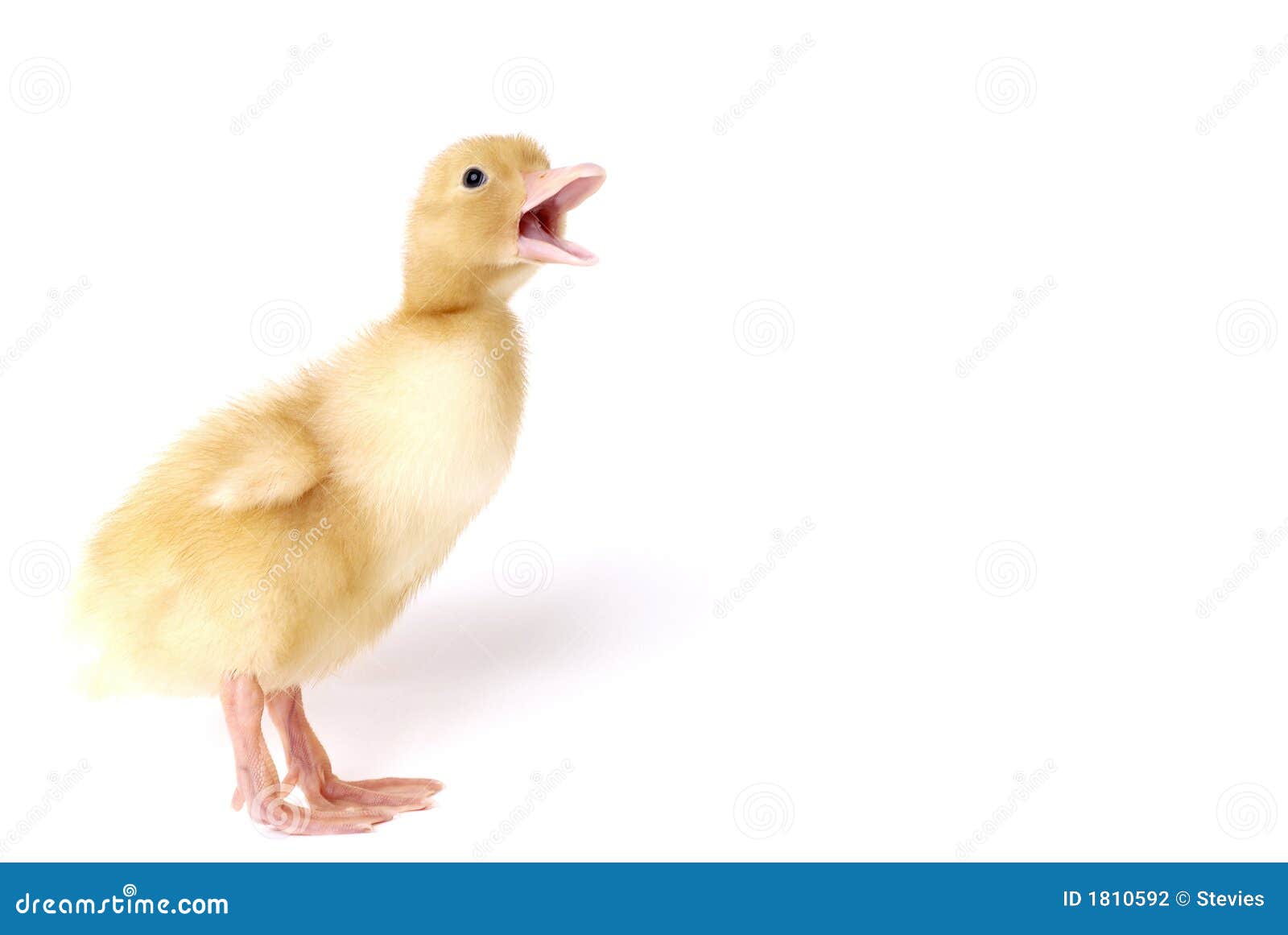 Complaining Duck stock photo. Image of space, rendered - 1810592