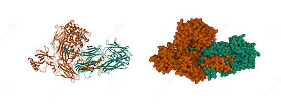 Structure of the Complement Component C3 Stock Illustration ...