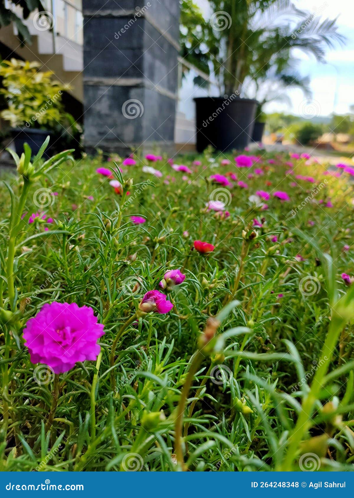 Complementary Plants in a Beautiful Garden Stock Photo - Image of ...