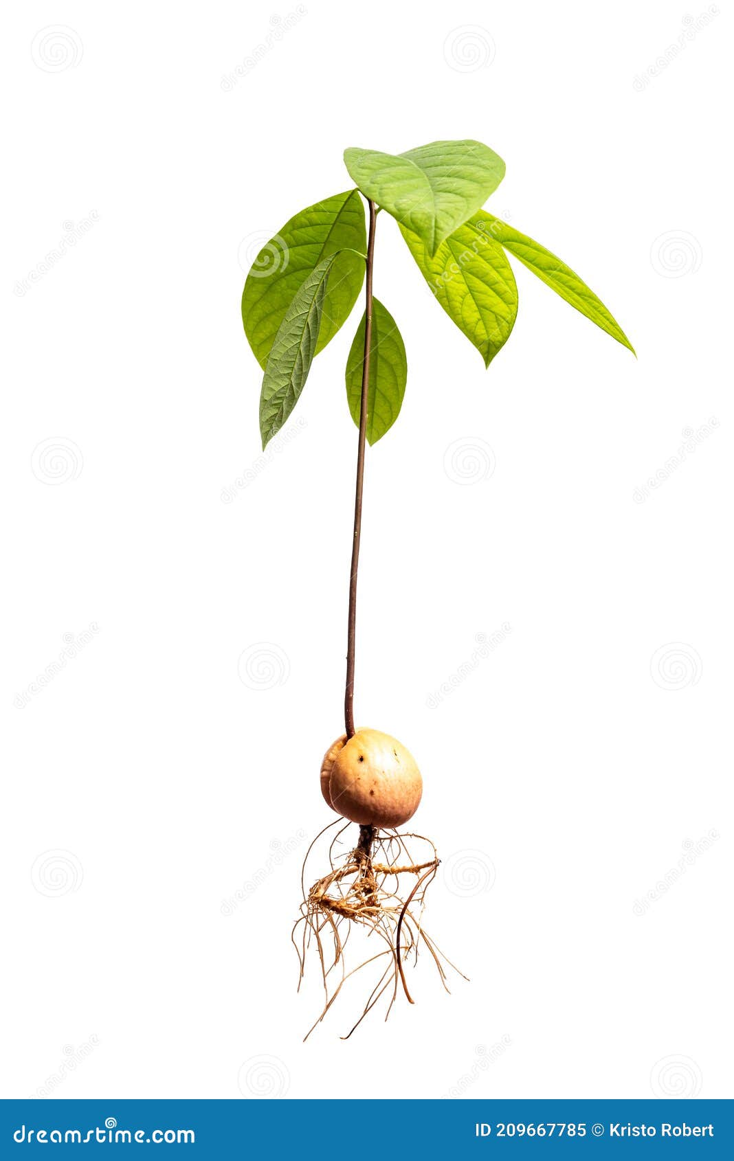 Complete Avocado Tree Isolated in White Background. Stock Image - Image ...