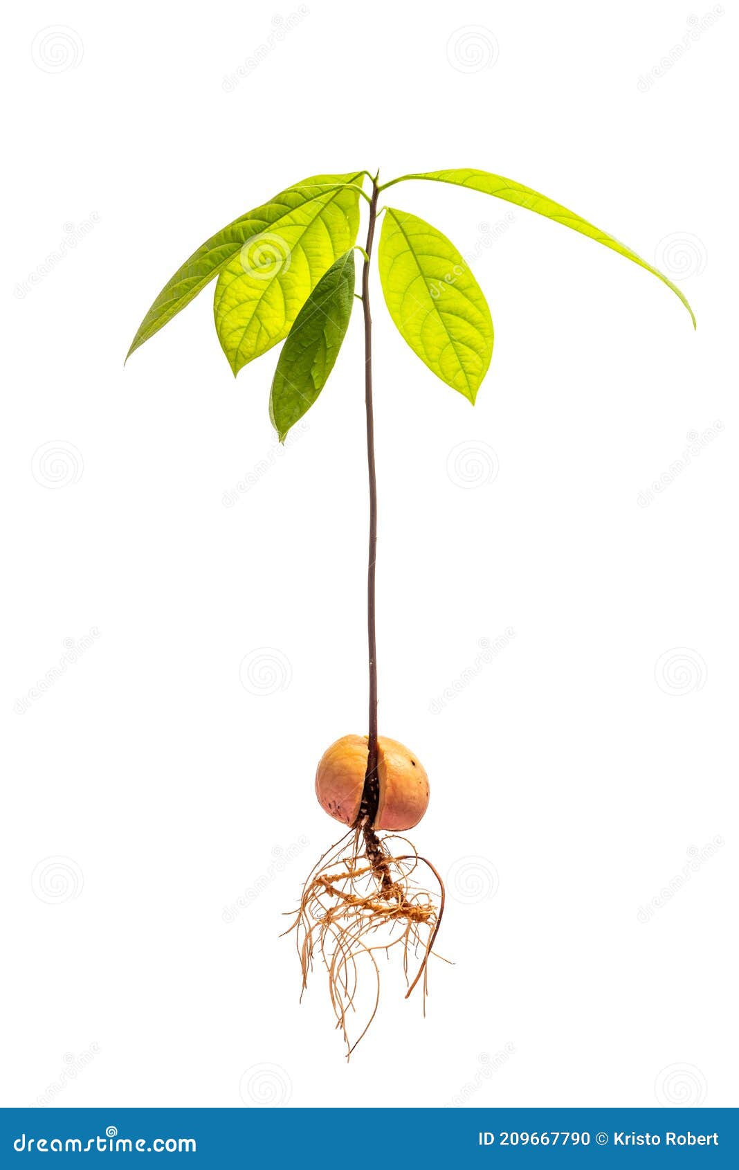 Complete Avocado Tree Isolated in White Background. Stock Photo - Image ...