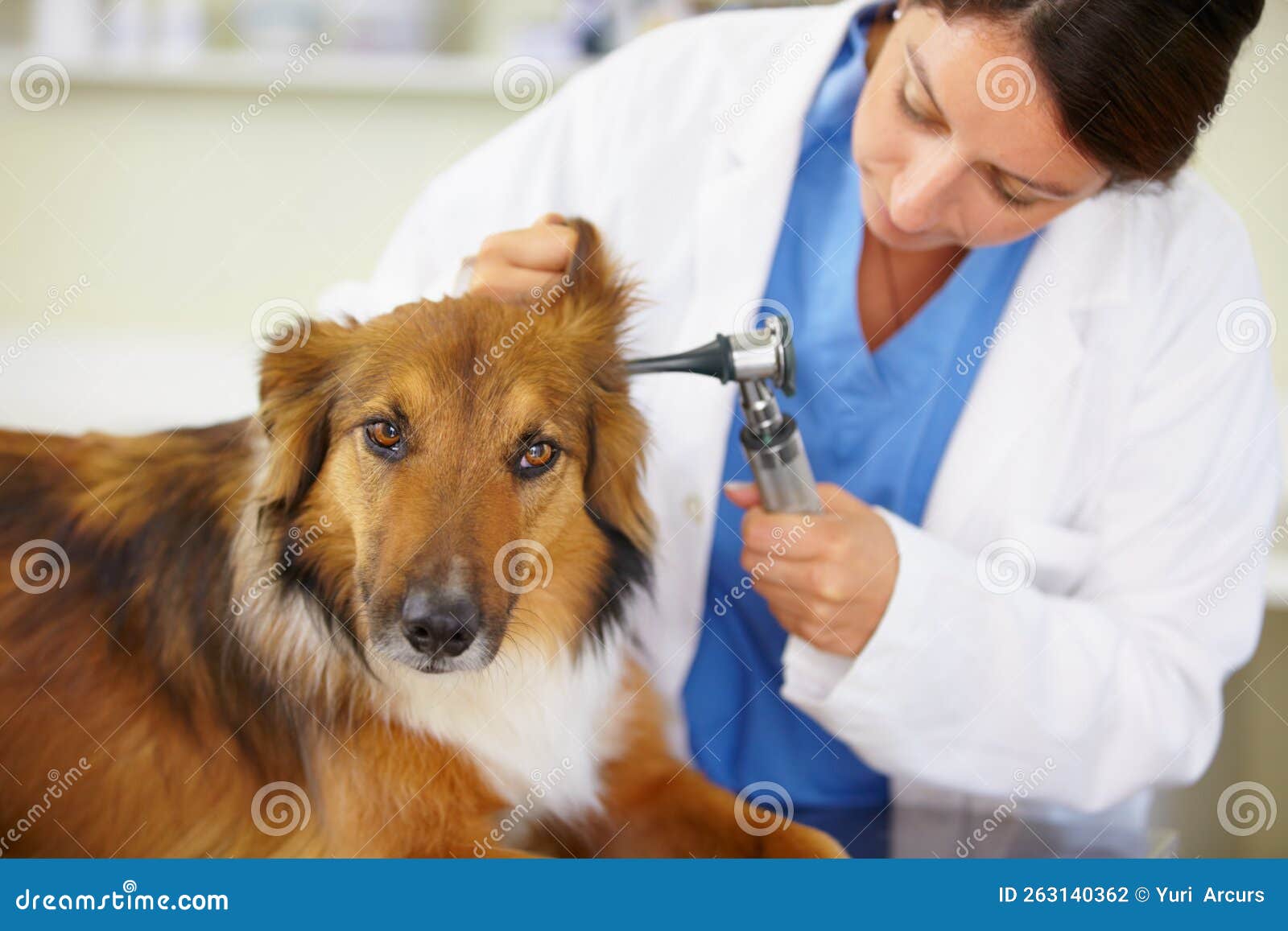 A Complete Check-up. a Veterinarian Examining a Dogs Ear. Stock Photo ...